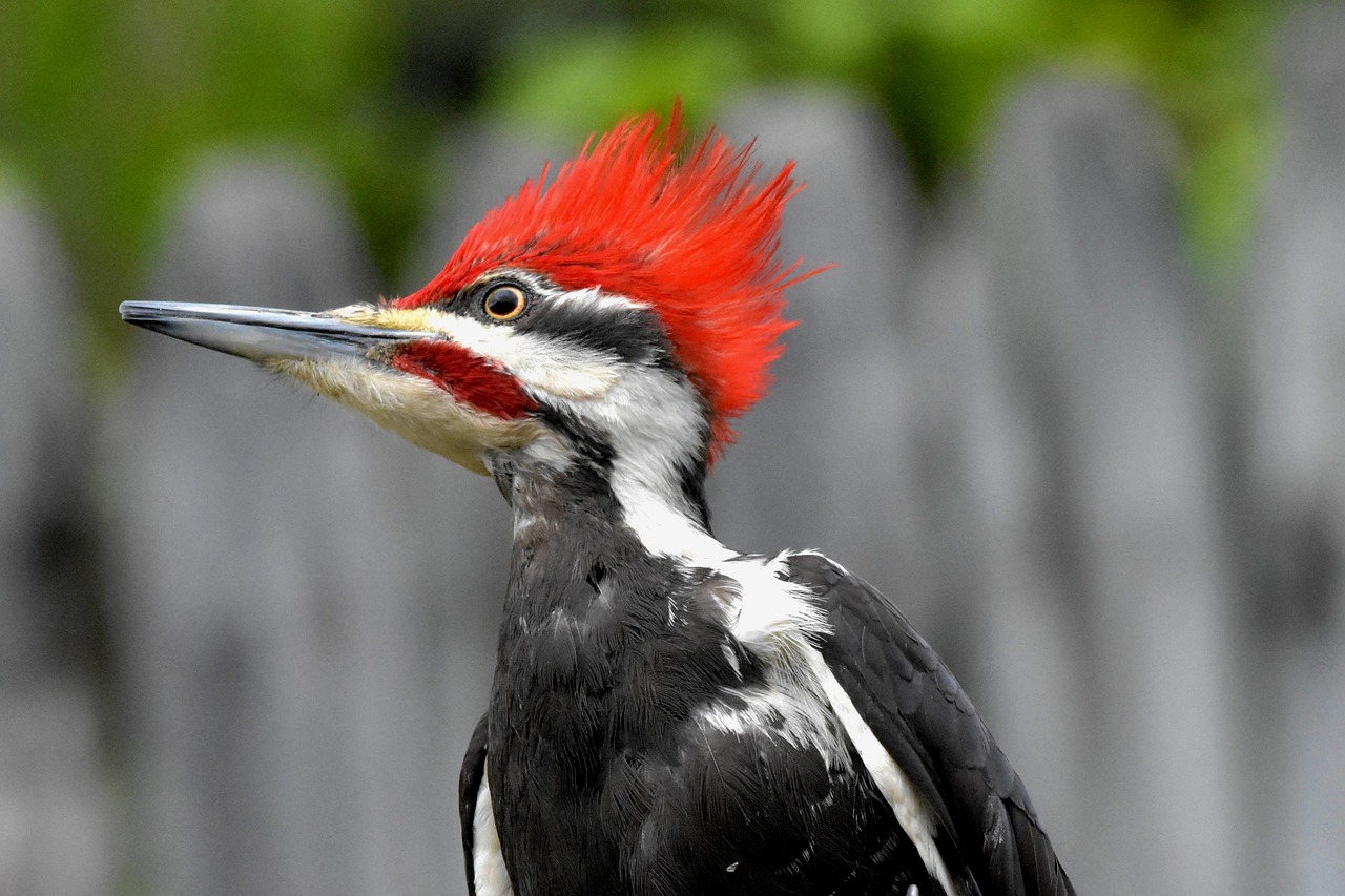Nature Wildlife Avian - Free photo on Pixabay