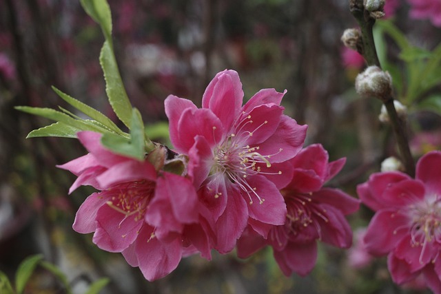 Fleur De Pêche Rose Couleur - Photo gratuite sur Pixabay - Pixabay