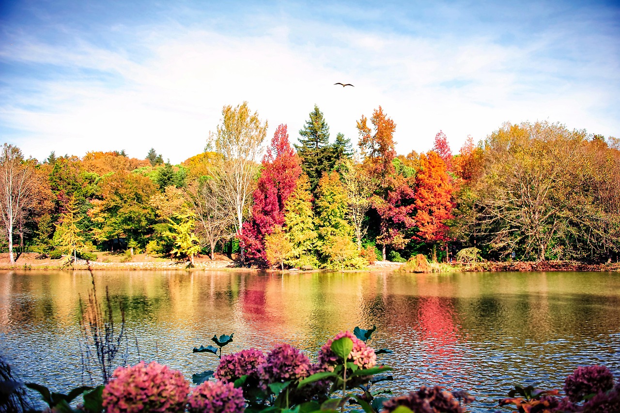 Autumn Fall Tree - Pixabay'de ücretsiz fotoğraf