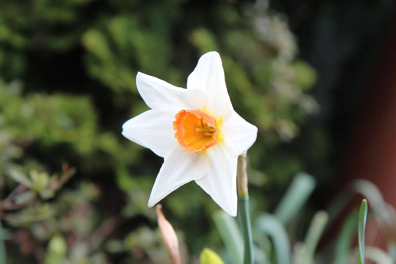 Daffodil Flower Plant - Free photo on Pixabay - Pixabay