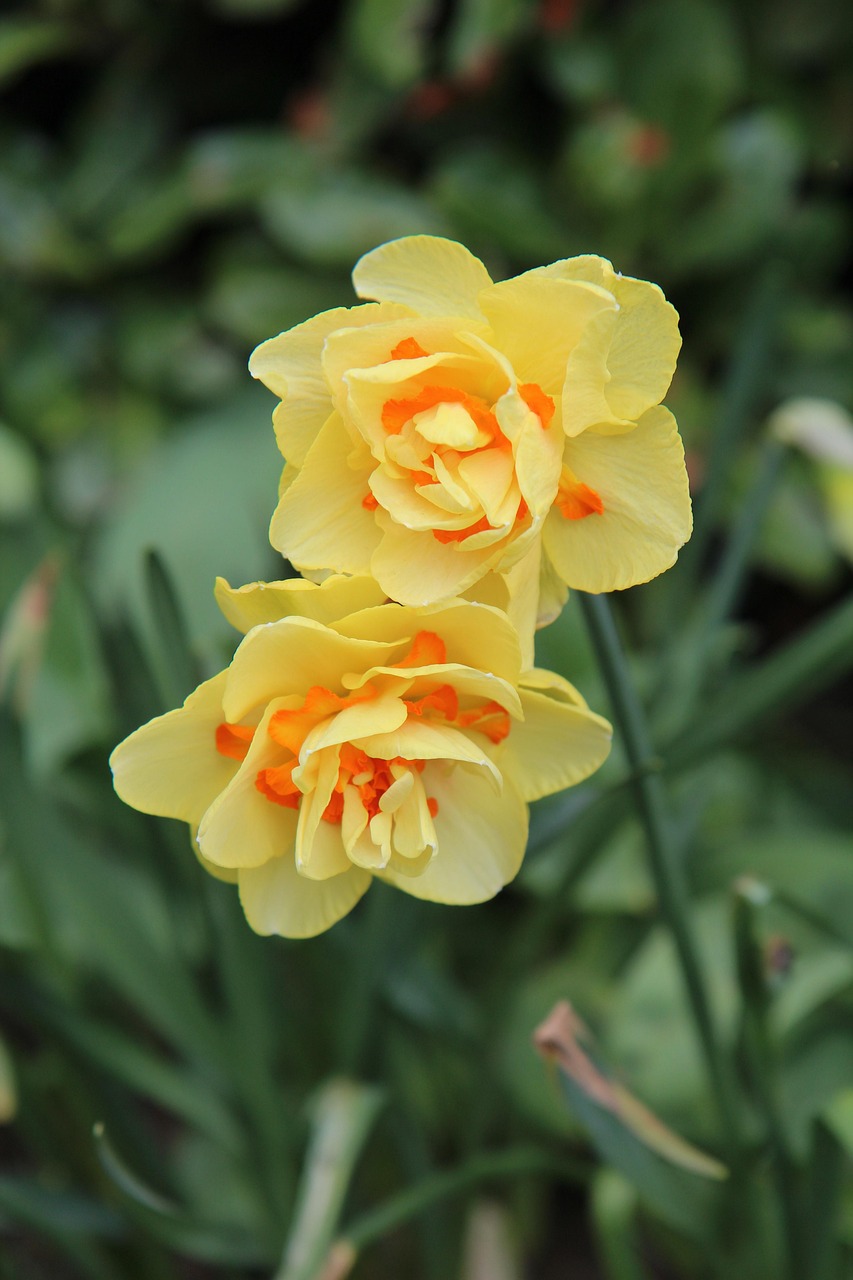 Daffodils Flowers Plant Double - Free photo on Pixabay