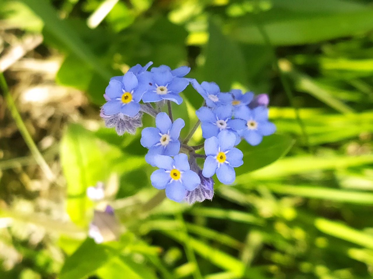 Forget-Me-Not Flower Meadow - Free photo on Pixabay - Pixabay