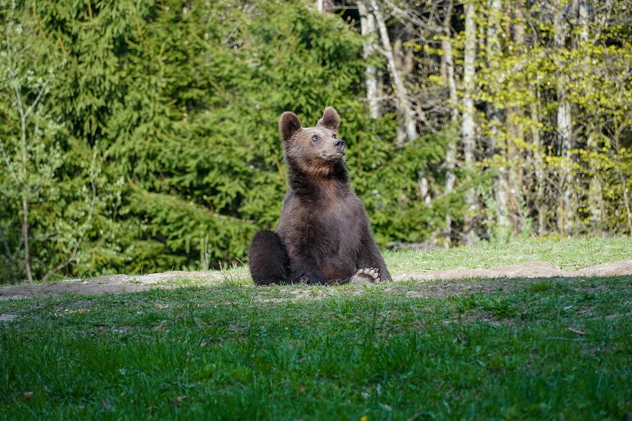 Bear Cub Meadow - Free photo on Pixabay - Pixabay