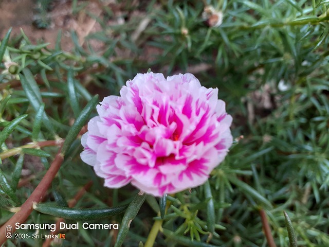 Flor Rosa Bebê Pequena - Foto gratuita no Pixabay - Pixabay