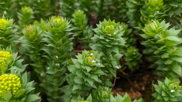 Rhodiola Rosea Flowers Plants - Free photo on Pixabay - Pixabay