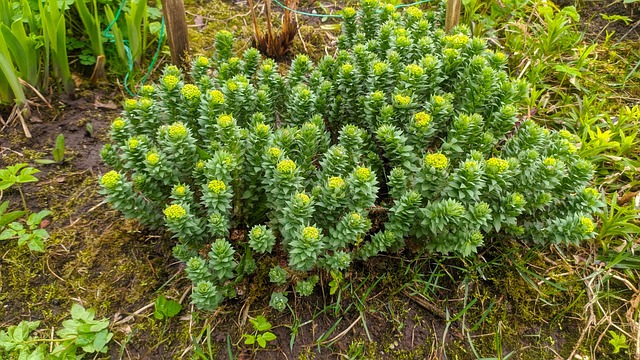 Rhodiola Rosea Flowers Plants - Free photo on Pixabay - Pixabay