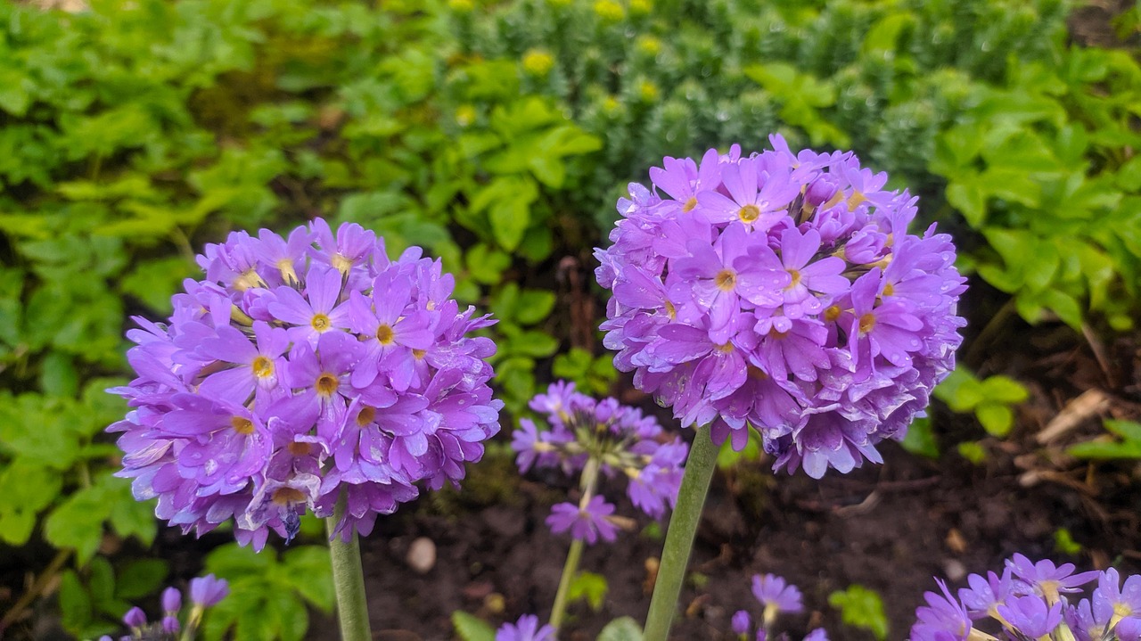 Рrimula Denticulata Flowers Plants - Free photo on Pixabay - Pixabay
