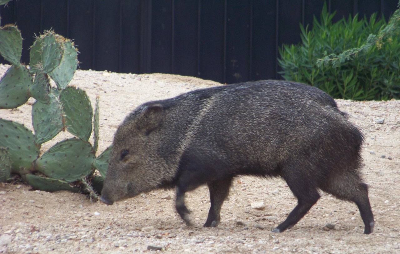 Javalina Animal - Free photo on Pixabay - Pixabay