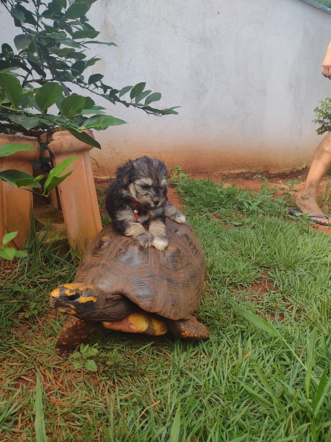 Dog Turtle - Free photo on Pixabay - Pixabay