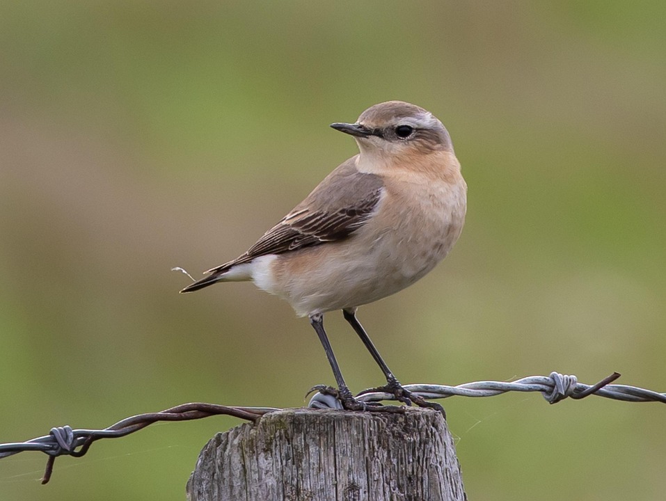 Northern Wheatear Bird Perched - Free photo on Pixabay