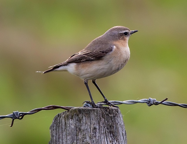 20+ Free Wheatear & Nature Images - Pixabay