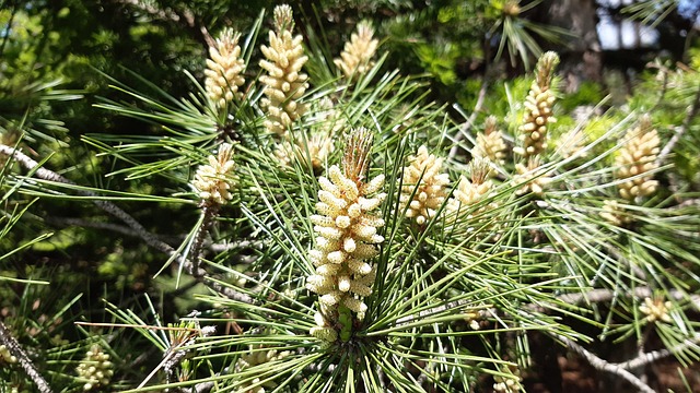 Song Pine - Free photo on Pixabay - Pixabay