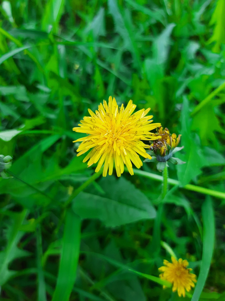 Spring Dandelion Nature - Free photo on Pixabay
