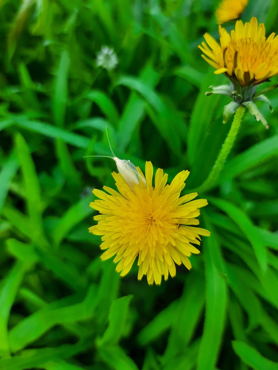 Dandelion Flower Outside - Free photo on Pixabay