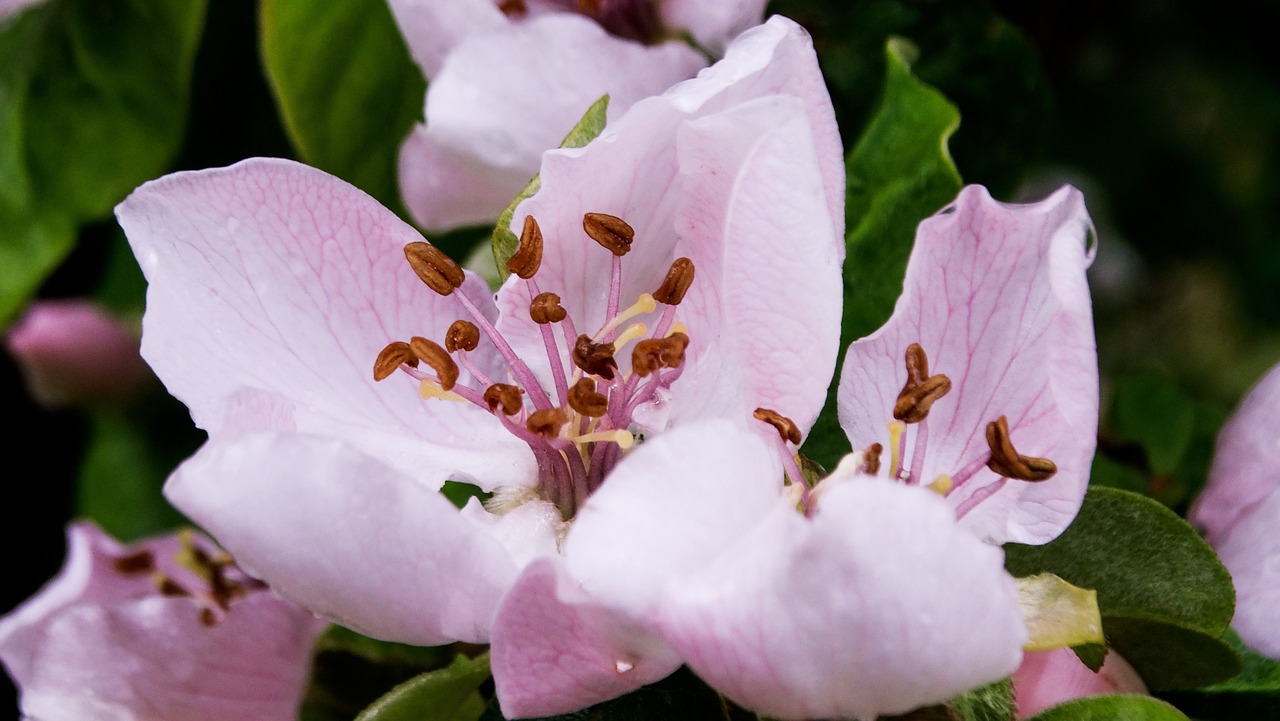 Flor Rosado Primavera - Foto gratis en Pixabay - Pixabay