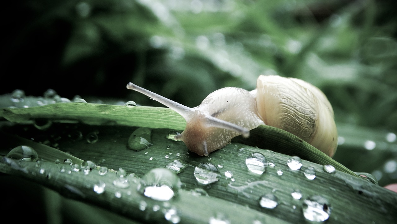 Orvalho Plantas Pingo D'Água Gota - Foto gratuita no Pixabay - Pixabay