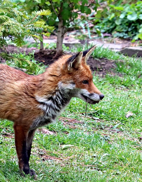 Renard Animal Proie - Photo gratuite sur Pixabay - Pixabay