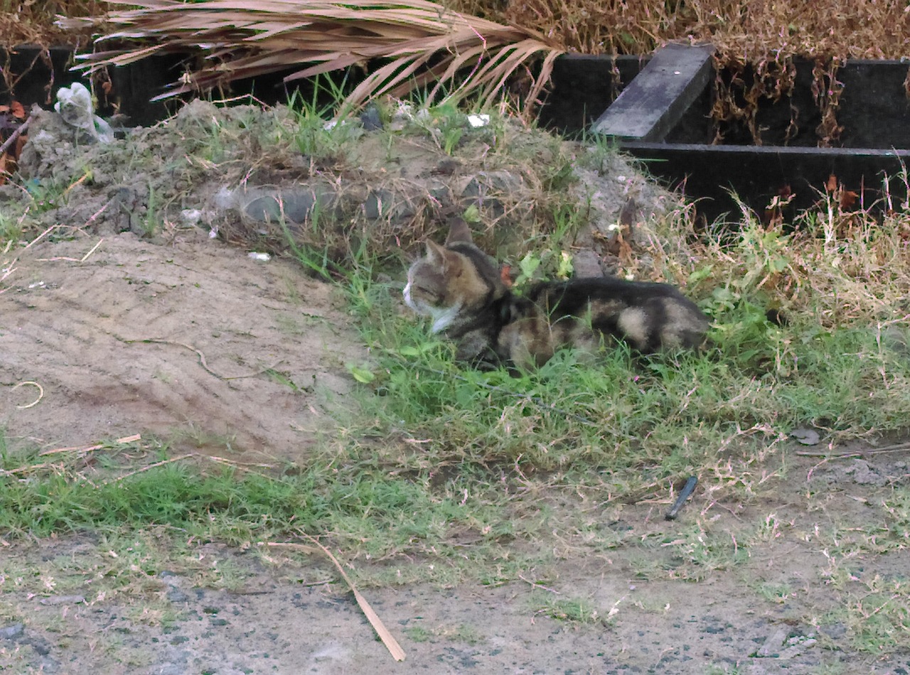 Camouflage Cat - Free photo on Pixabay - Pixabay