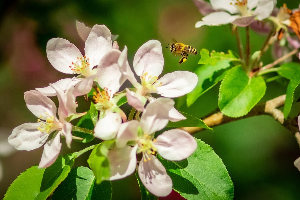 Bee Apple Blossom Flowers - Free photo on Pixabay - Pixabay