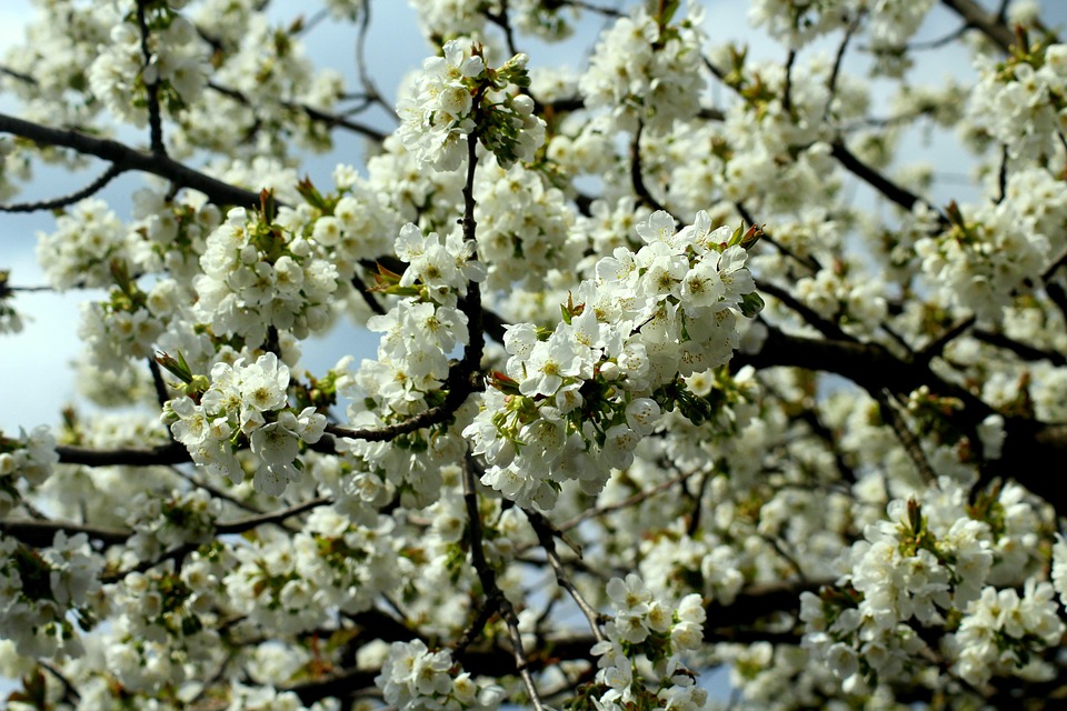 Cherry Flowers Tree - Free photo on Pixabay - Pixabay