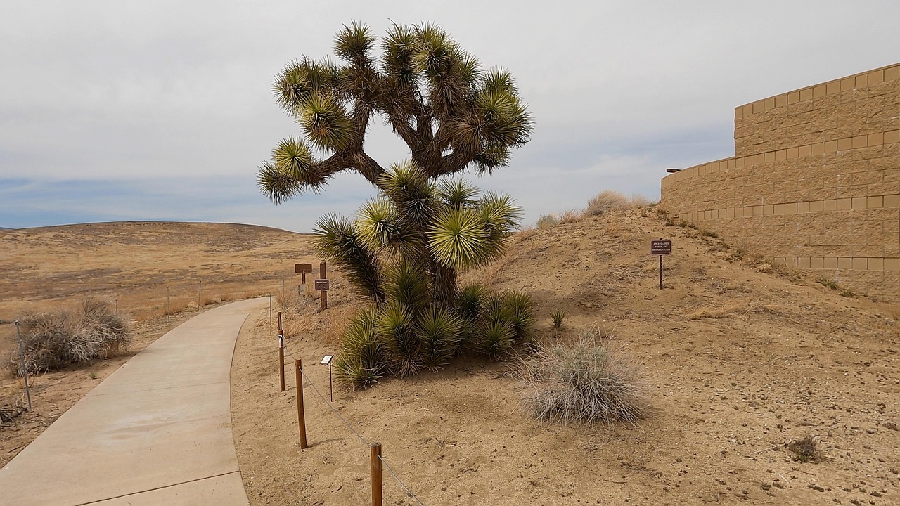 200+ Free Joshua Tree & Desert Images - Pixabay