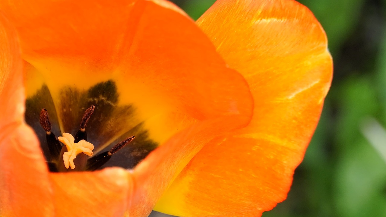 Tulipe Orange Plantes - Photo gratuite sur Pixabay - Pixabay
