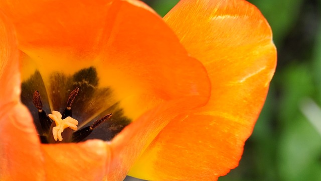 Tulipe Orange Plantes - Photo gratuite sur Pixabay - Pixabay