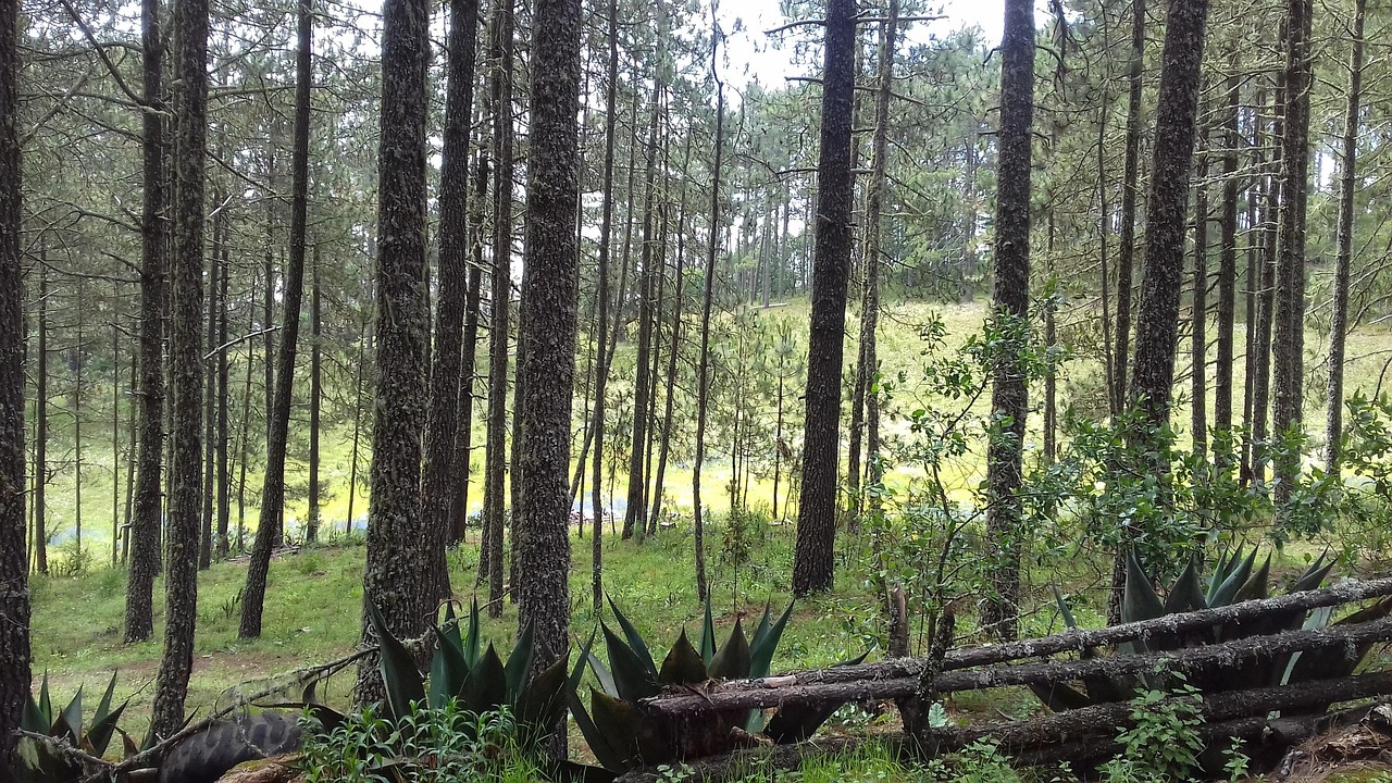 Forest Northern Sierra Oaxaca - Free photo on Pixabay - Pixabay