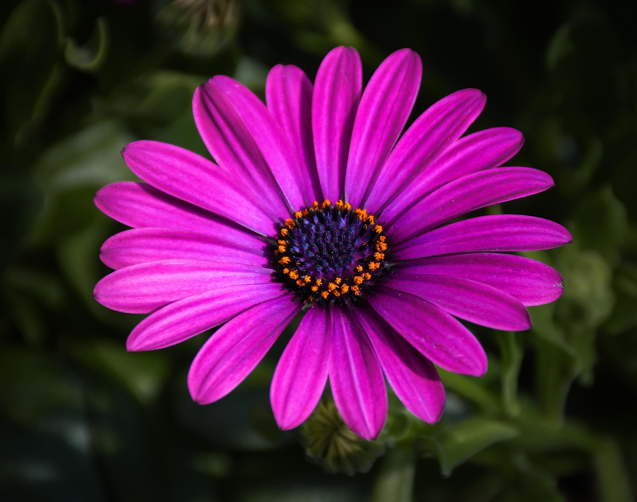 Flower Lila Close-Up - Free photo on Pixabay - Pixabay