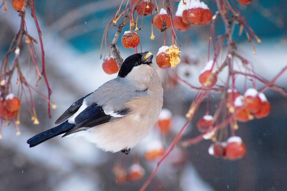 Bullfinch Bird Berry - Free photo on Pixabay
