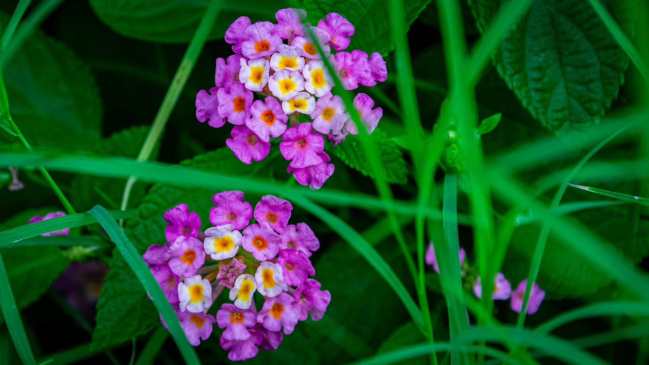 西印度马Lan丹 花朵 植物 - Pixabay上的免费照片 - Pixabay