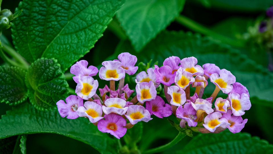 West Indian Lantana Flowers Plants - Free photo on Pixabay - Pixabay