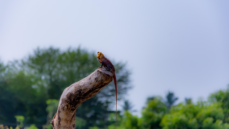 Animal Fondo Paisaje - Foto gratis en Pixabay - Pixabay