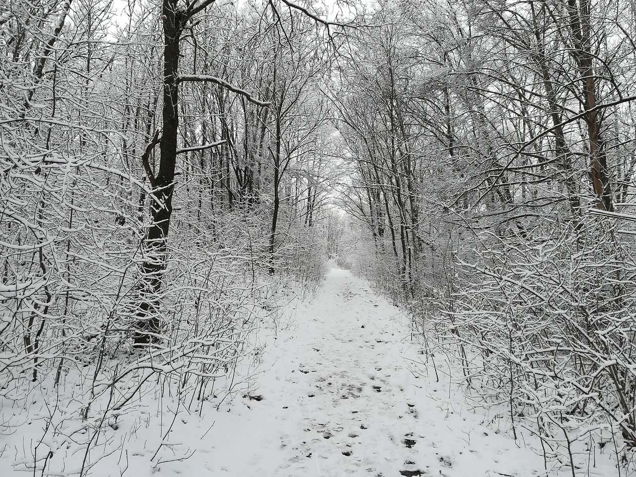 Winter Forest - Free photo on Pixabay - Pixabay