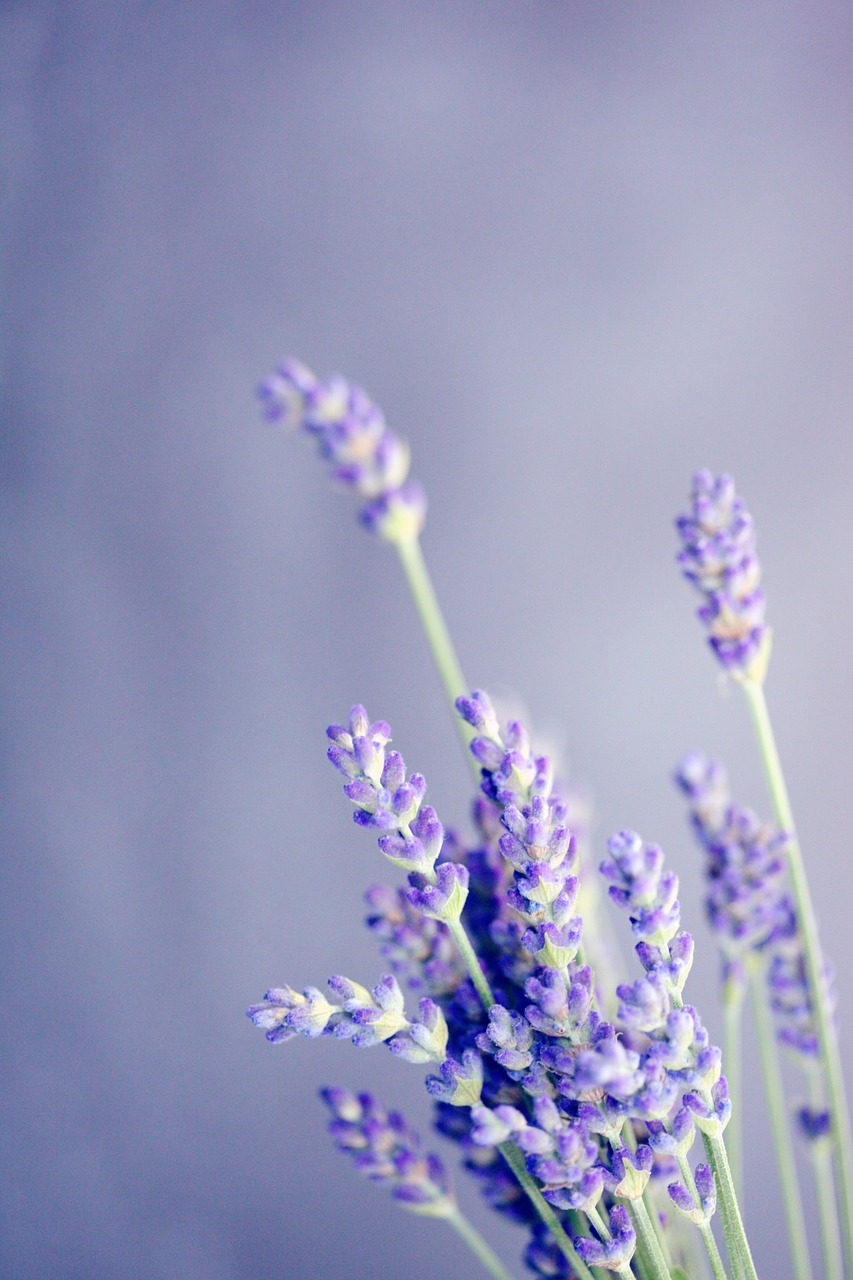 Lavender Bunga Musim - Foto gratis di Pixabay - Pixabay