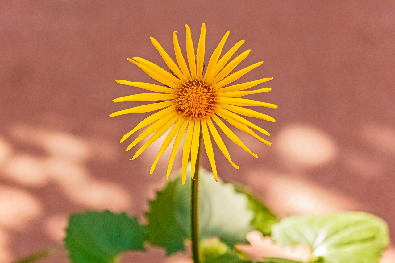 Blume Pflanze Garten Gelbe - Kostenloses Foto auf Pixabay - Pixabay