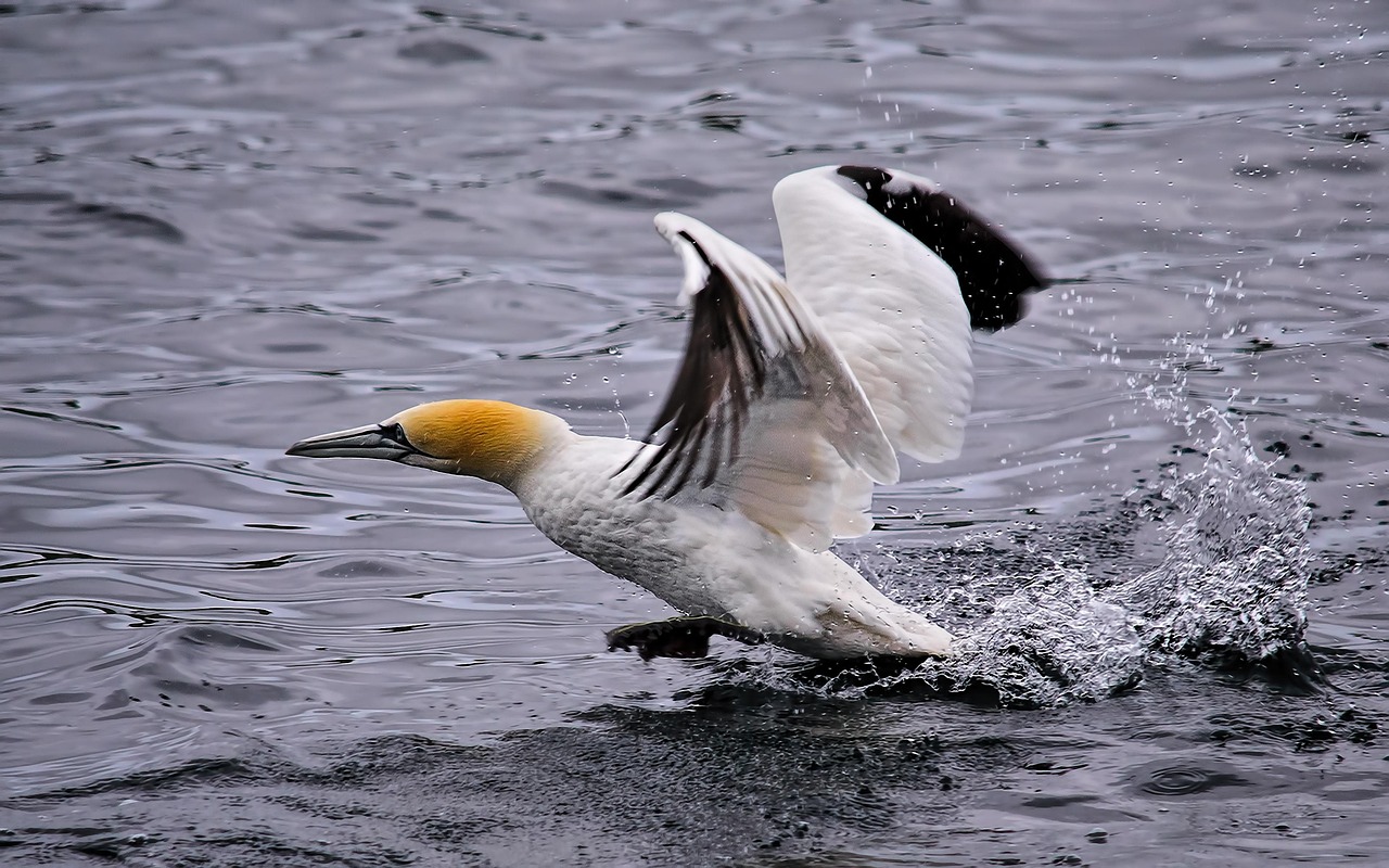 Gannet Bird Flying - Free photo on Pixabay