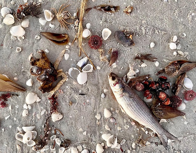 Dead Sea Fish - Free photo on Pixabay
