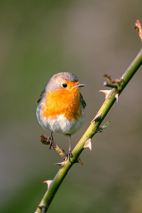 Robin Bird Branch - Free photo on Pixabay - Pixabay