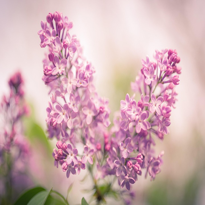 Mayur Rele Fotografie Fotograf - Kostenloses Foto auf Pixabay - Pixabay