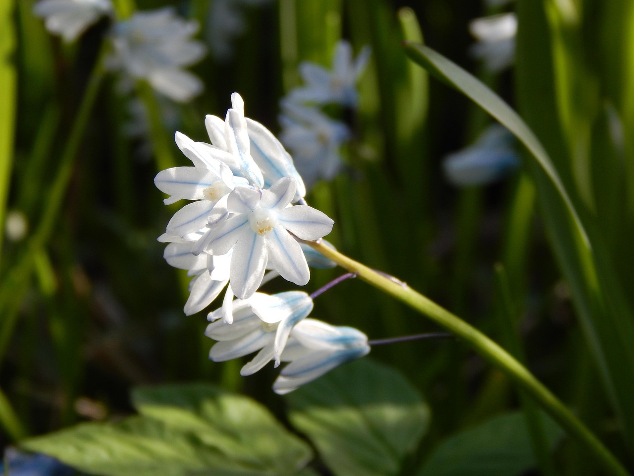 Spring Flower Flowers - Free photo on Pixabay - Pixabay