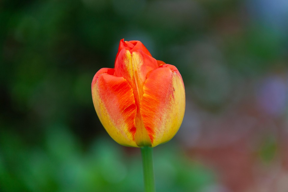 Tulipano Fiore Impianto - Foto gratis su Pixabay - Pixabay