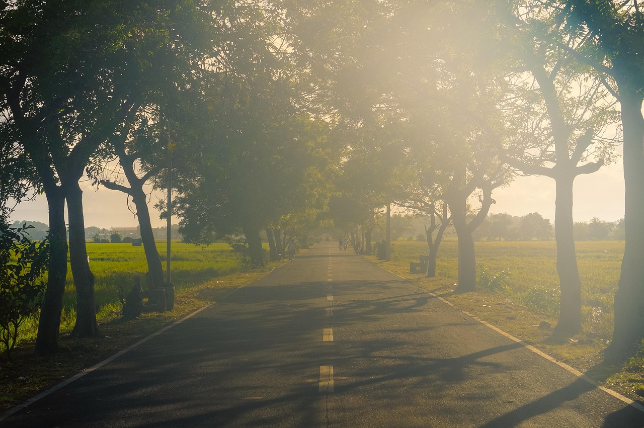Road Street Trees - Free photo on Pixabay - Pixabay