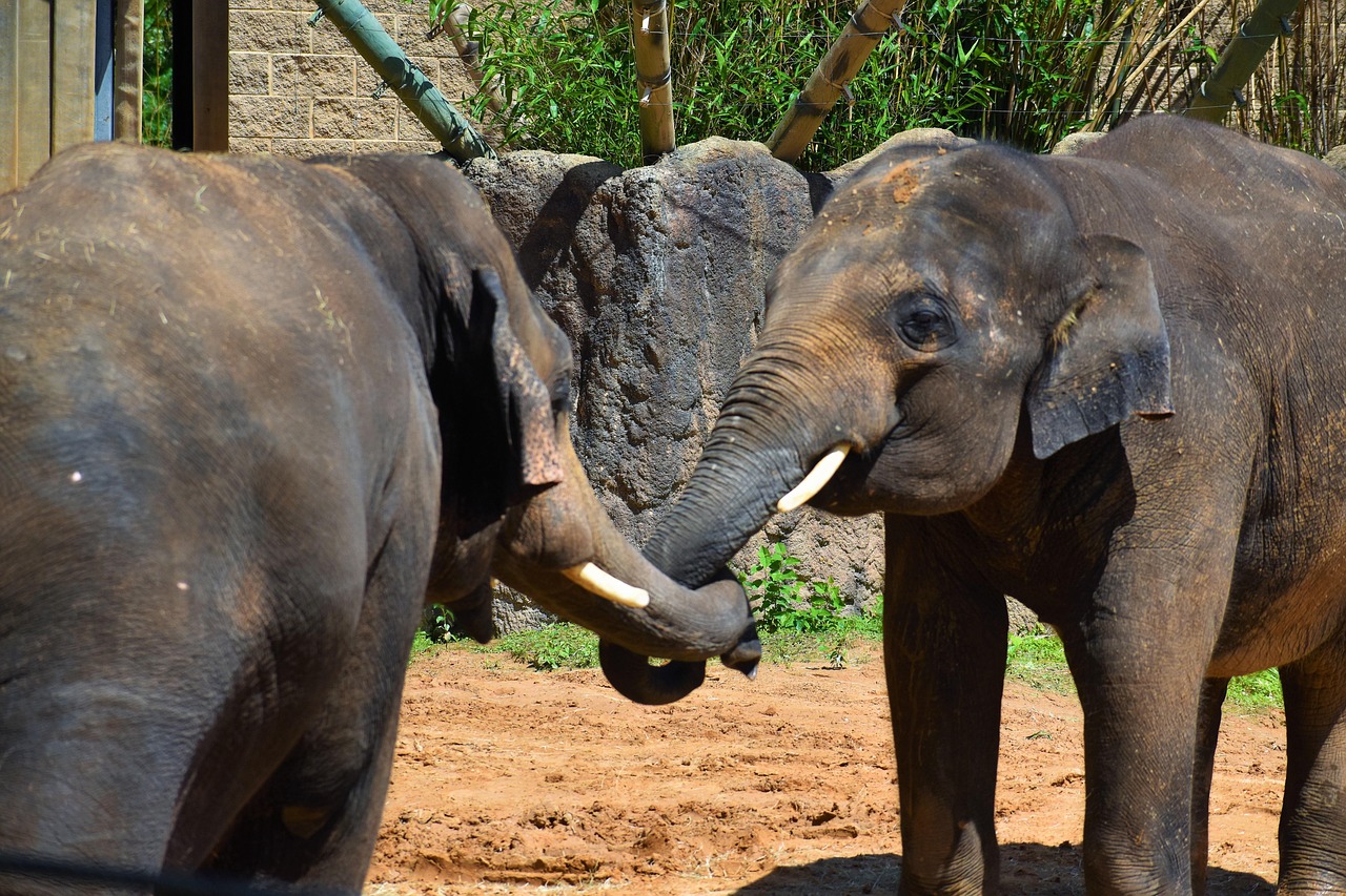 Asian Elephants Elephant Tusks - Free photo on Pixabay - Pixabay