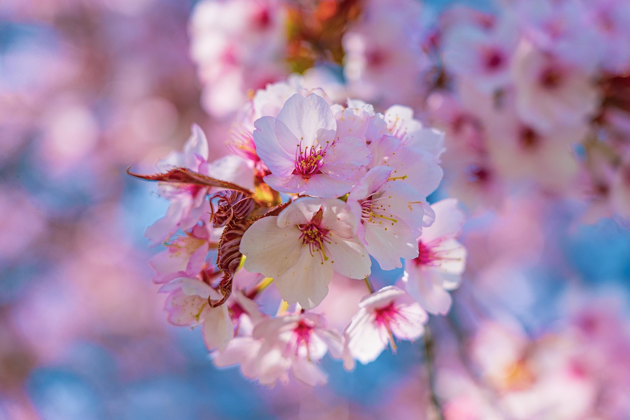 Cherry Blossoms Flowers Spring - Free photo on Pixabay - Pixabay