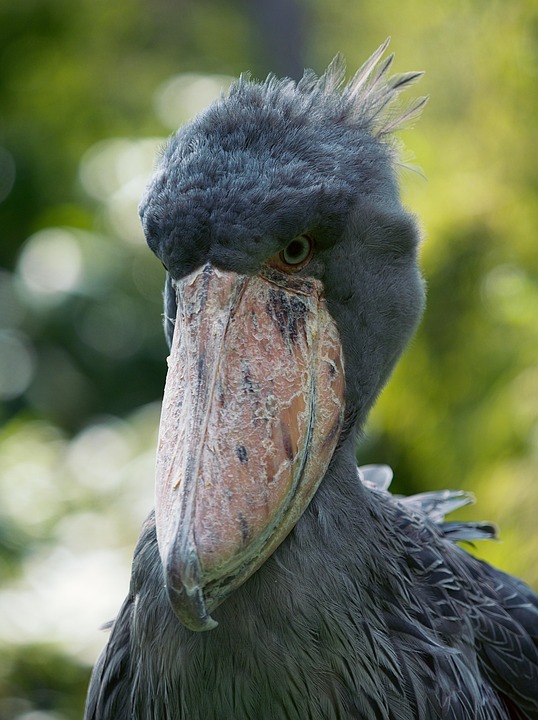 Shoebill Bird Animal - Free photo on Pixabay