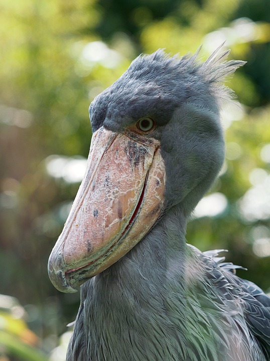 Shoebill Bird Animal - Free photo on Pixabay