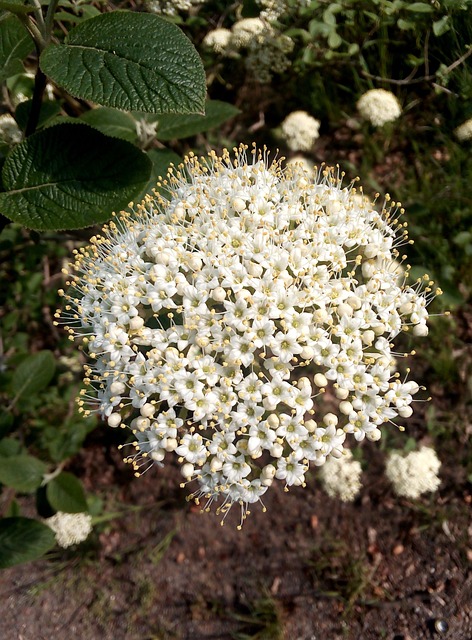 Blossom Bloom Plant - Free photo on Pixabay - Pixabay