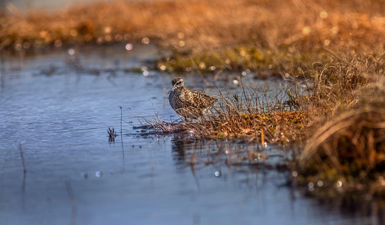 Waldstrandläufer Tringa Glareola - Kostenloses Foto auf Pixabay - Pixabay
