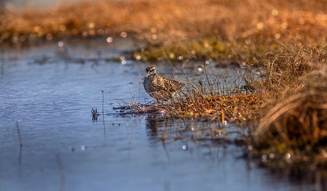 Wood Sandpiper Tringa Glareola - Free photo on Pixabay